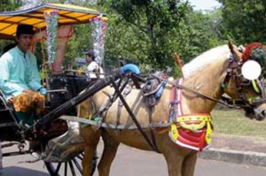 kuda-bendi - Taman Margasatwa RagunanTaman Margasatwa Ragunan
