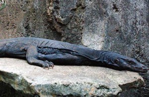 Black-lizard | Taman Margasatwa Ragunan