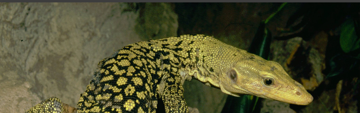 Lizard-Melinus-banner - Taman Margasatwa RagunanTaman Margasatwa Ragunan