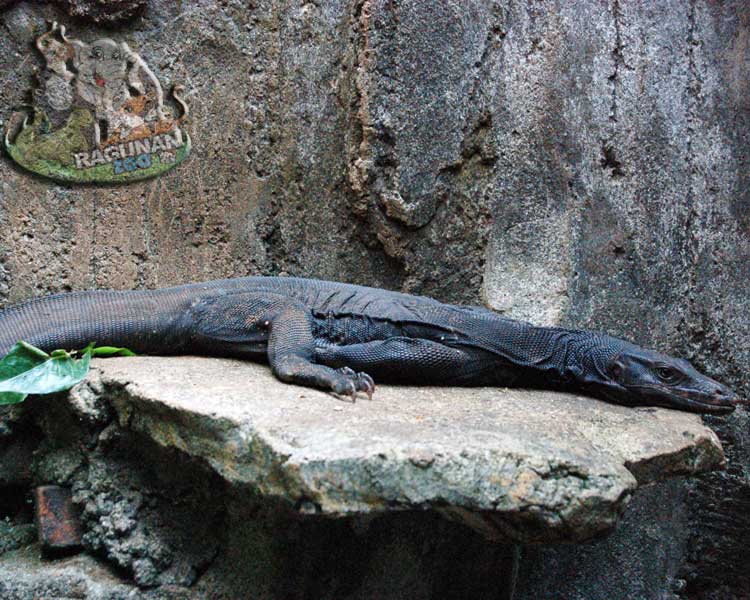 biawak-hitam | Taman Margasatwa Ragunan
