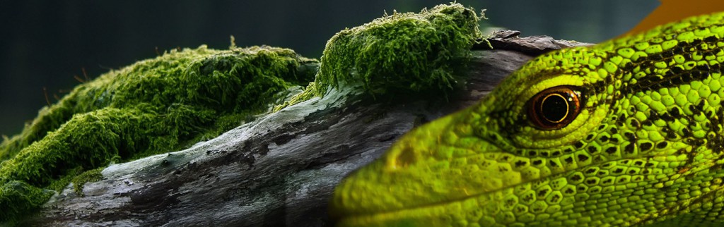 green-lizard-banner - Taman Margasatwa RagunanTaman Margasatwa Ragunan
