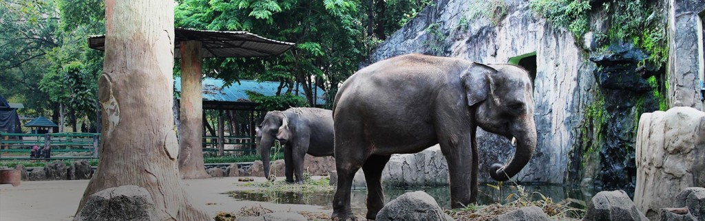 Gajah-sumatera-header - Taman Margasatwa RagunanTaman Margasatwa Ragunan