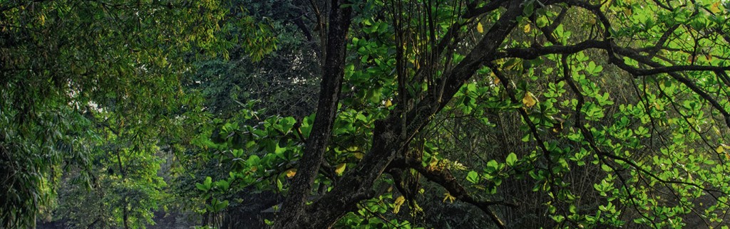 Header-flora-page - Taman Margasatwa RagunanTaman Margasatwa Ragunan