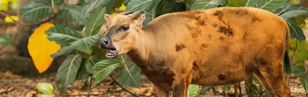 anoa-header - Taman Margasatwa RagunanTaman Margasatwa Ragunan