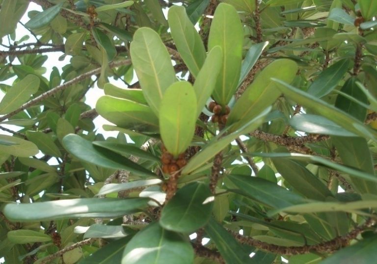 ara jejawi - Taman Margasatwa RagunanTaman Margasatwa Ragunan